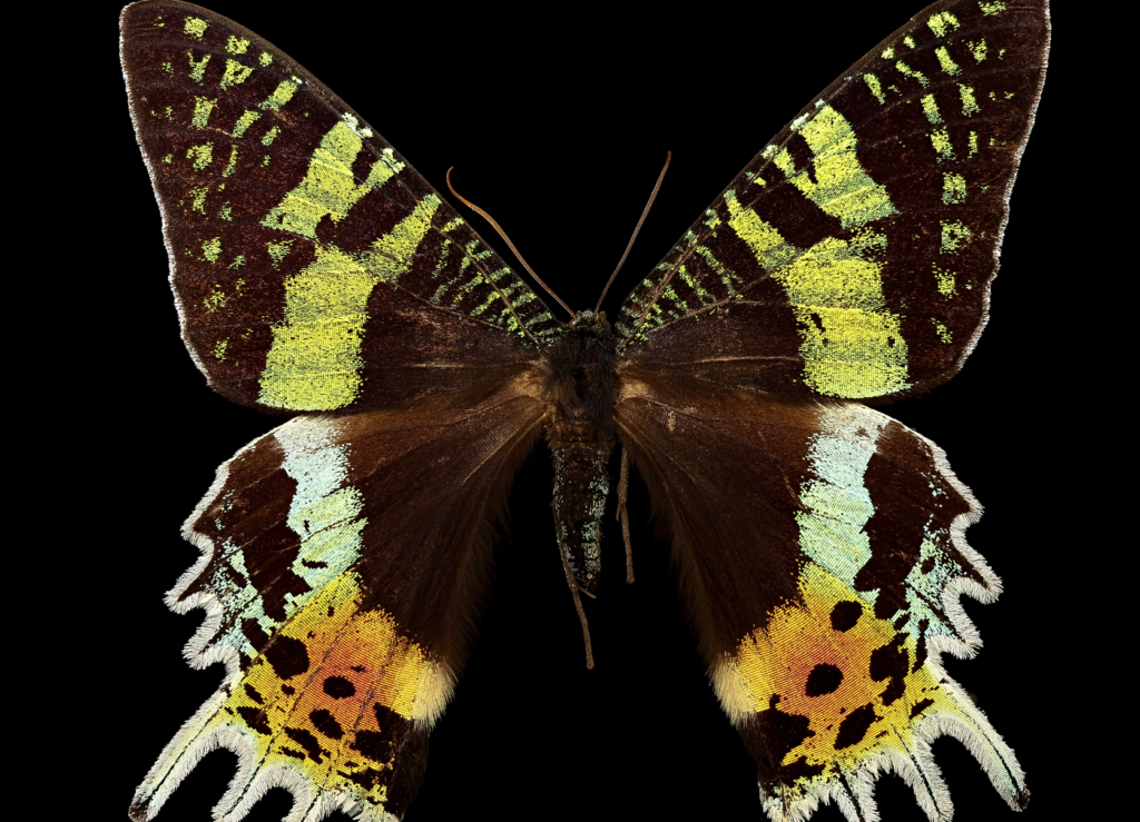 Moth Tattoo Meaning: Symbols of Transformation and Light ...